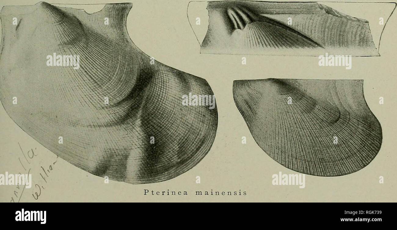 Small shell fossils hi-res stock photography and images - Alamy