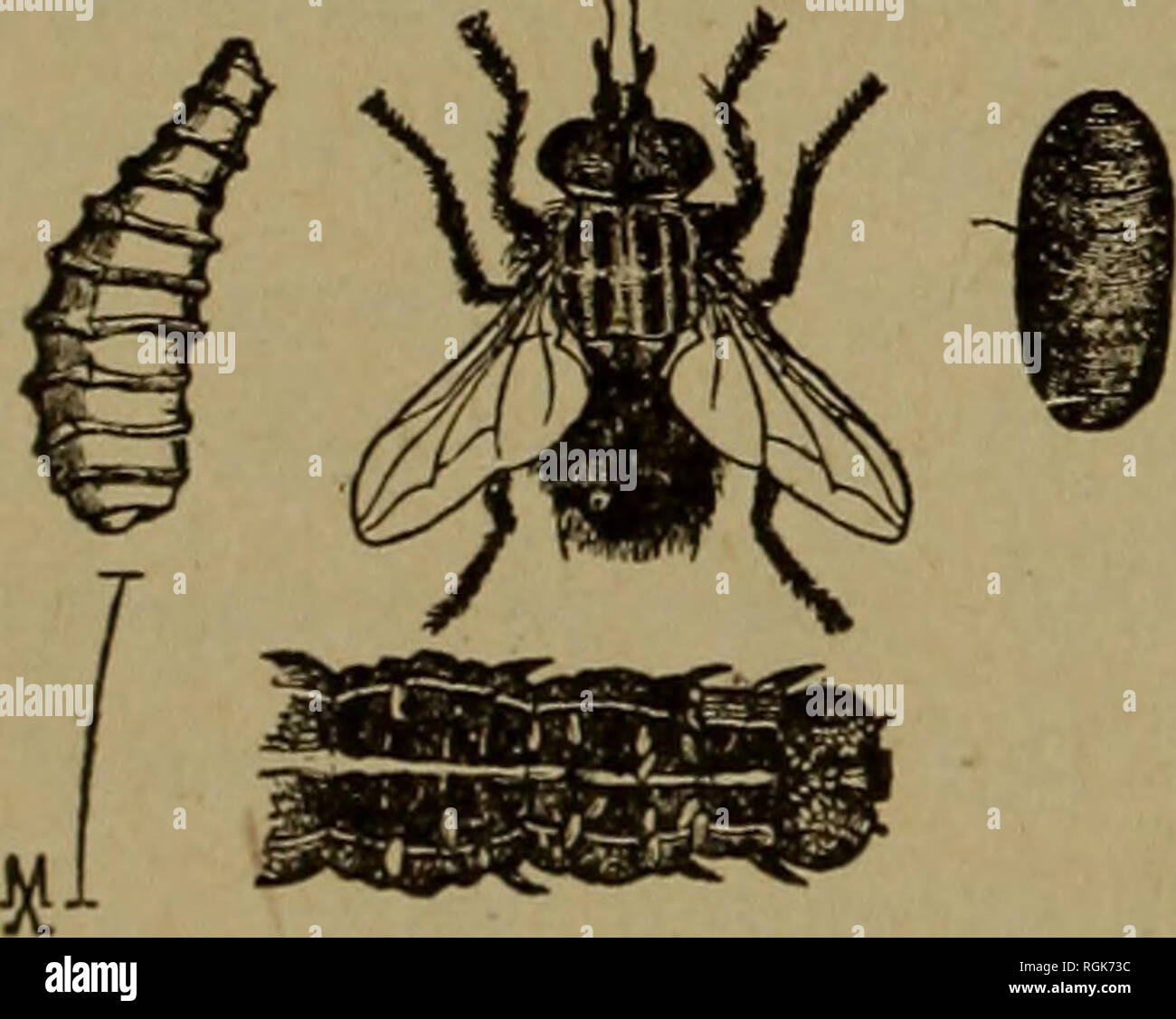 Worm infested head hi-res stock photography and images - Alamy