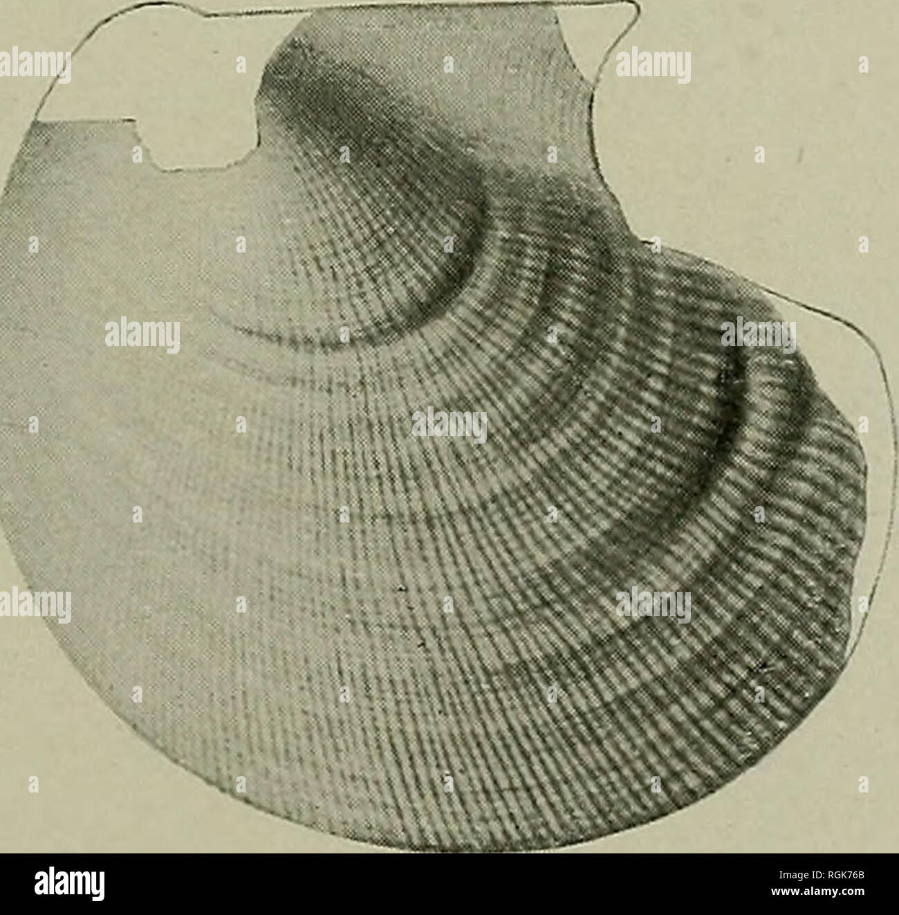 Short chiton hi-res stock photography and images - Alamy