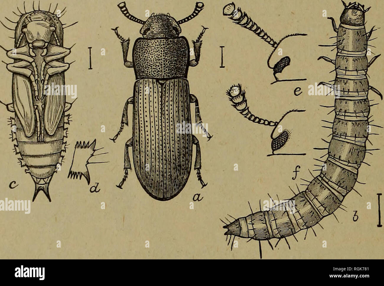 Flour Beetle Life Cycle