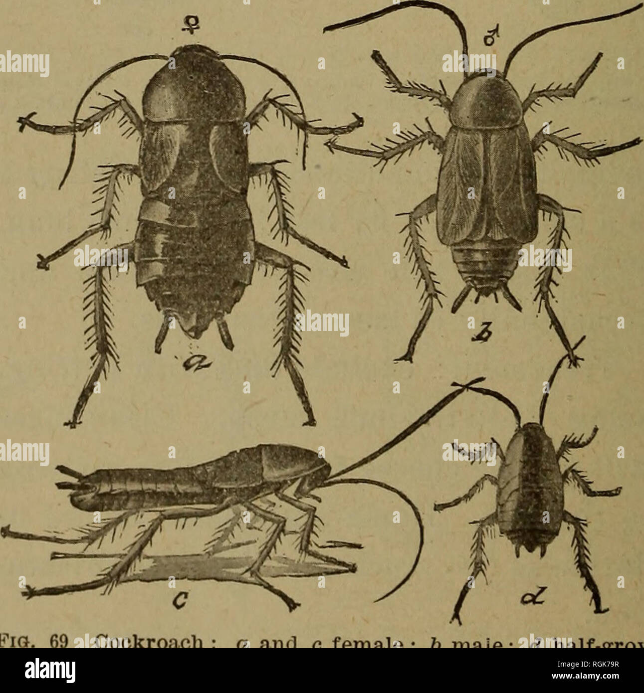 Cockroach Scientific Drawing