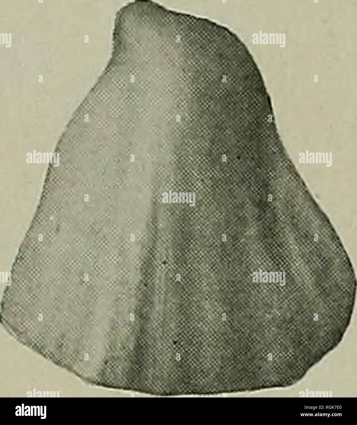 Conical fossils hi-res stock photography and images - Alamy