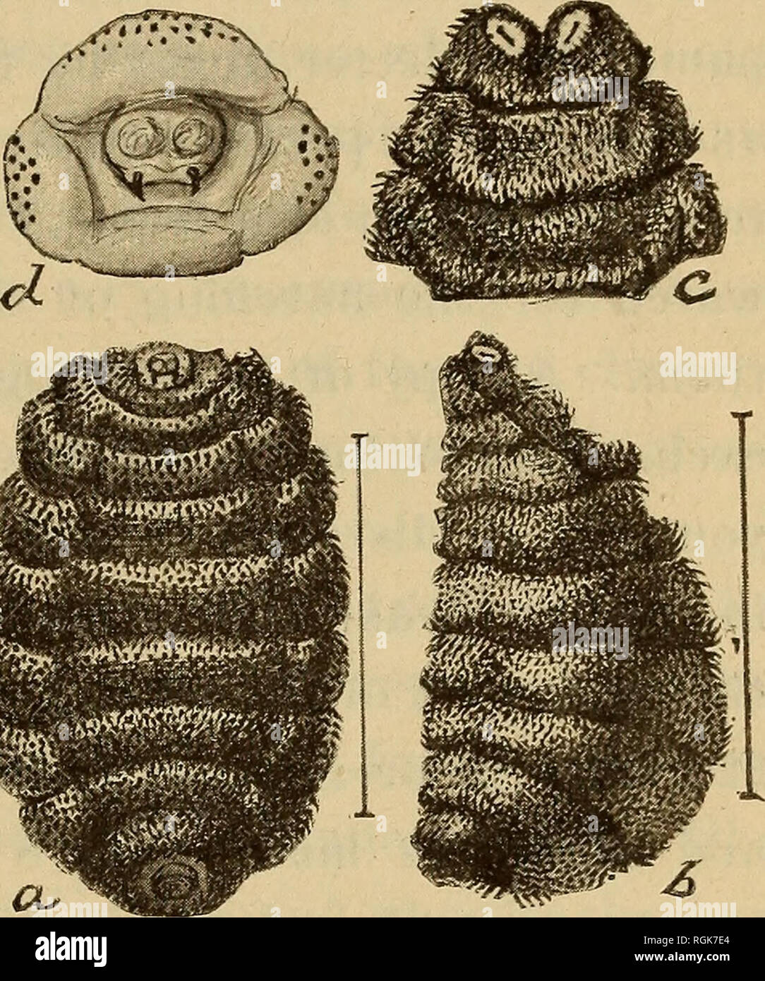 Cuterebra hi-res stock photography and images - Alamy