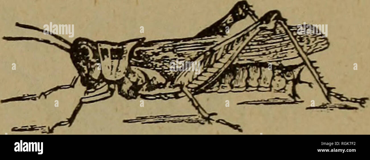 Locust Flying Drawing