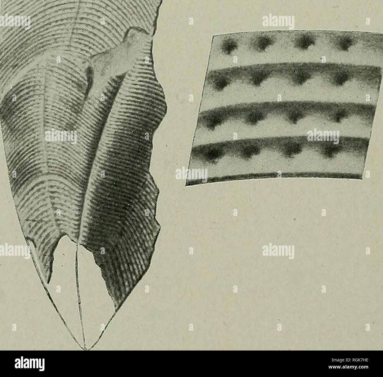 Conularia High Resolution Stock Photography and Images - Alamy