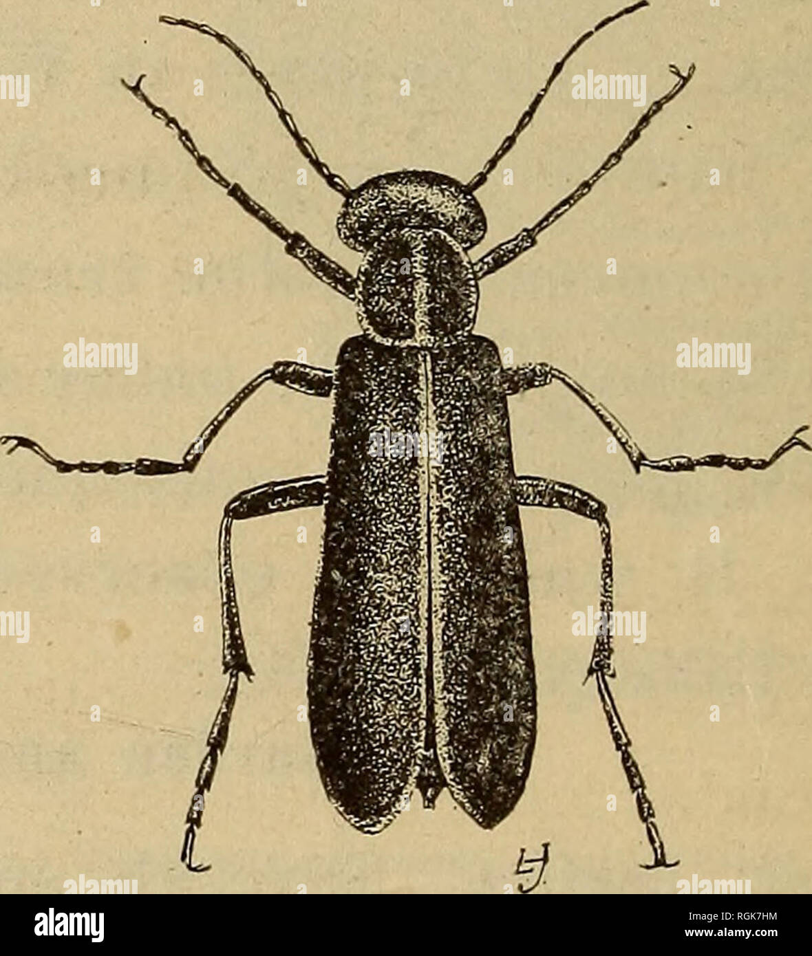 . Bulletin - New York State Museum. Science. Fig. 22 Margined blister ...