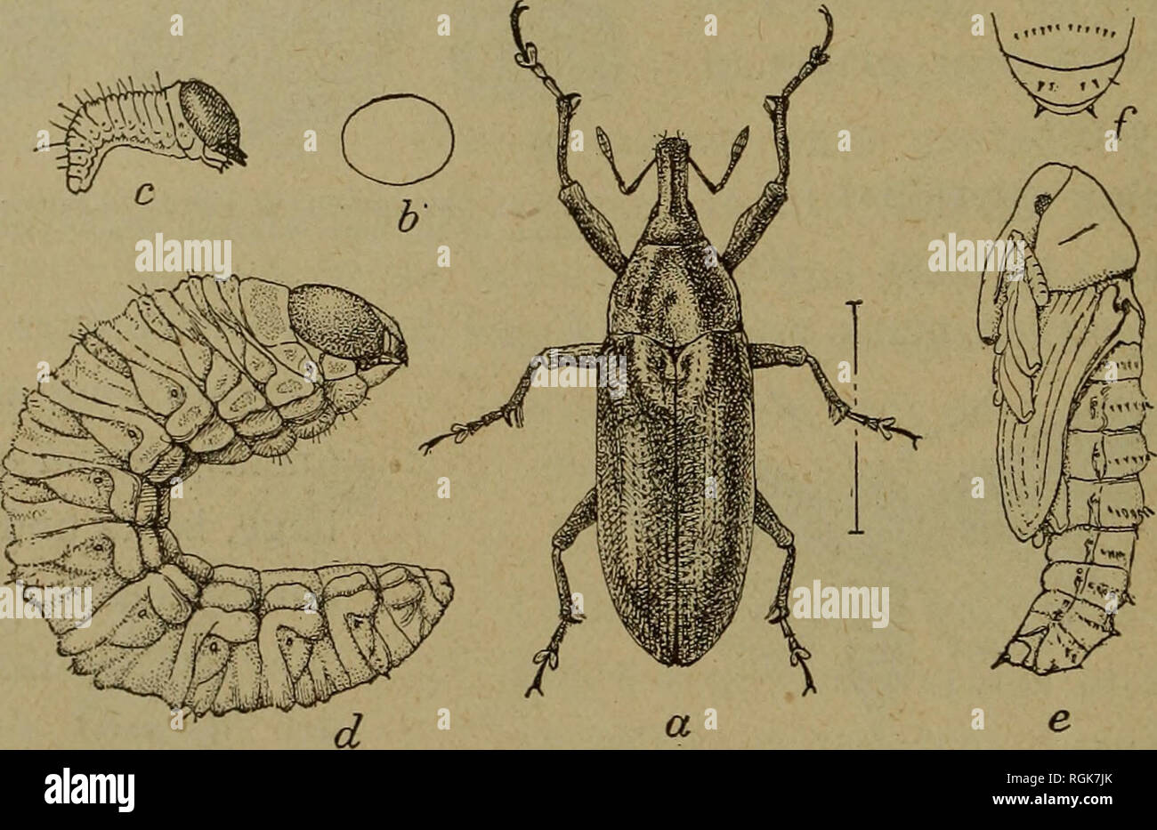 Cabbage nets hi-res stock photography and images - Alamy