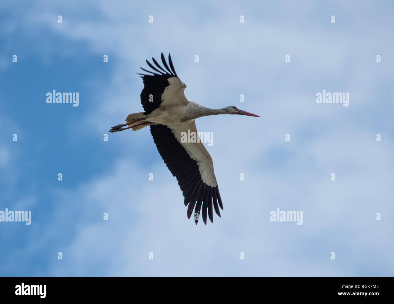 Majestic stork on nest hi-res stock photography and images - Alamy