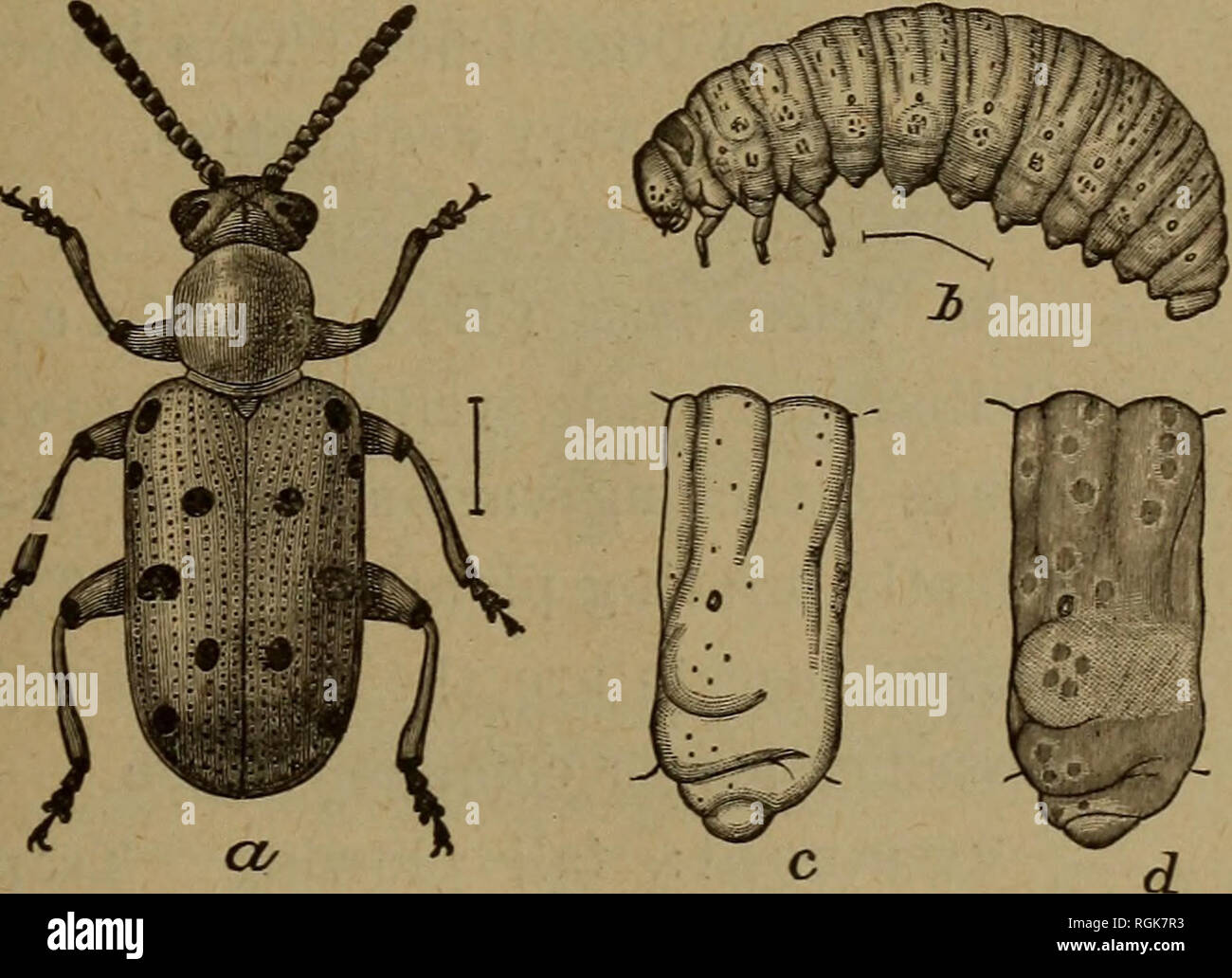 Plaster beetles hi-res stock photography and images - Alamy