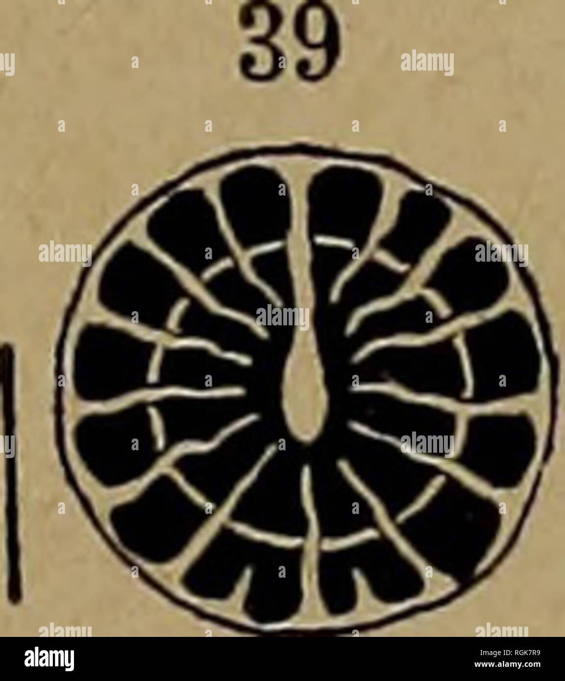 . Bulletin - New York State Museum. Science. NEW GENERA OP PALEOZOIC ...