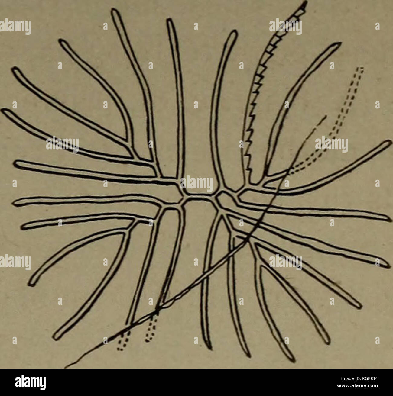 Dichotomous branches hi-res stock photography and images - Alamy