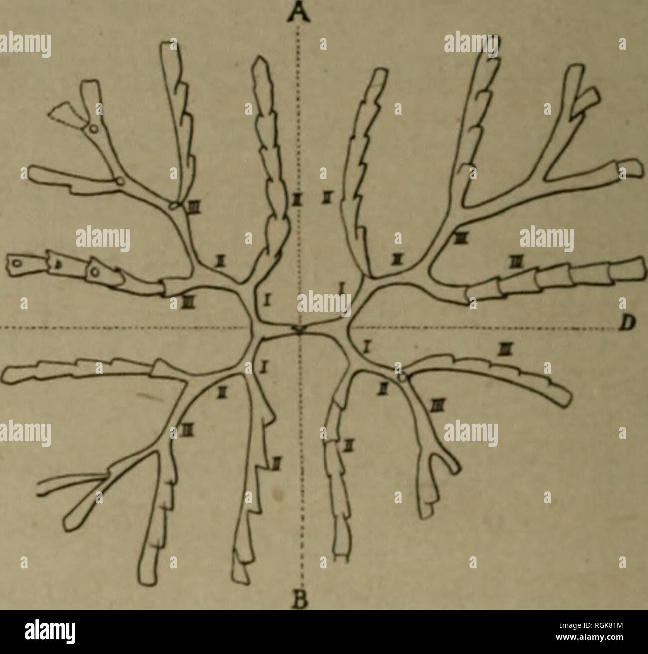 . Bulletin - New York State Museum. Science. c-. Fig. 7 Idim. Next ...