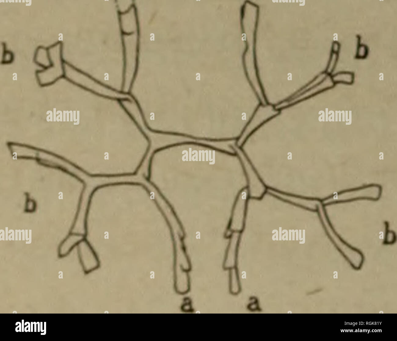 Tertiary branches hi-res stock photography and images - Alamy