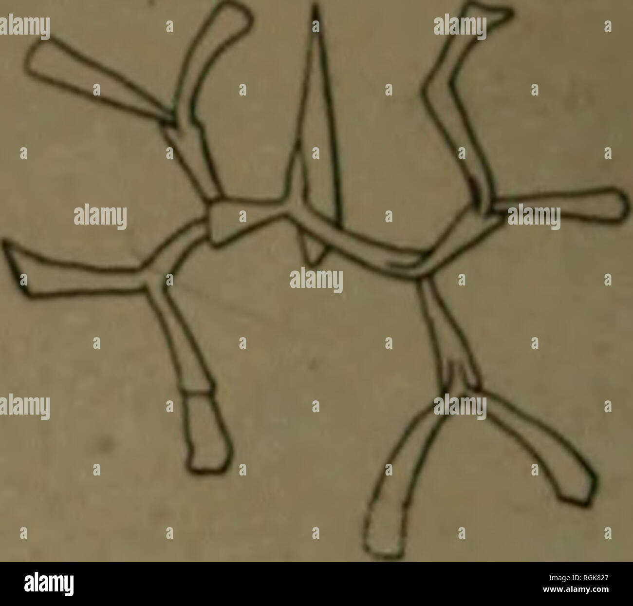 Tertiary branches hi-res stock photography and images - Alamy