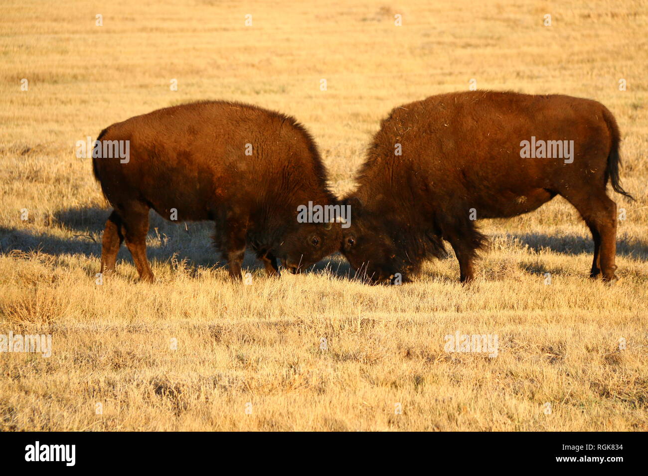 Buffalo fighting hi-res stock photography and images - Alamy