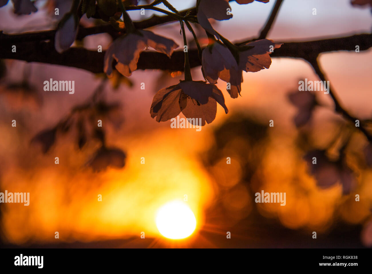 Cherry blossom in sunset hi-res stock photography and images - Alamy