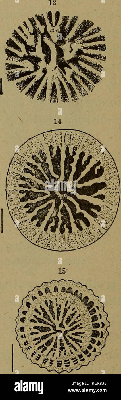 . Bulletin - New York State Museum. Science. Fig. 11 Enterolasma strict ...
