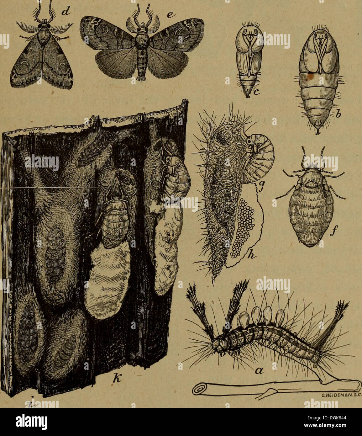 . Bulletin - New York State Museum. Science. INJURIOUS AND BENEFICIAL ...