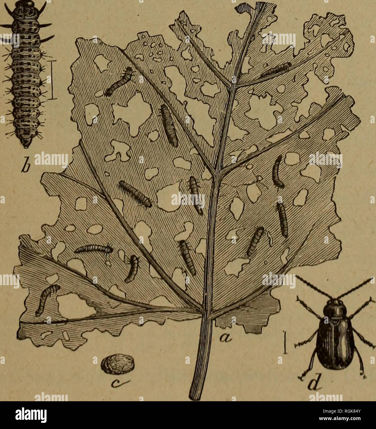 Handpick insect hi-res stock photography and images - Alamy