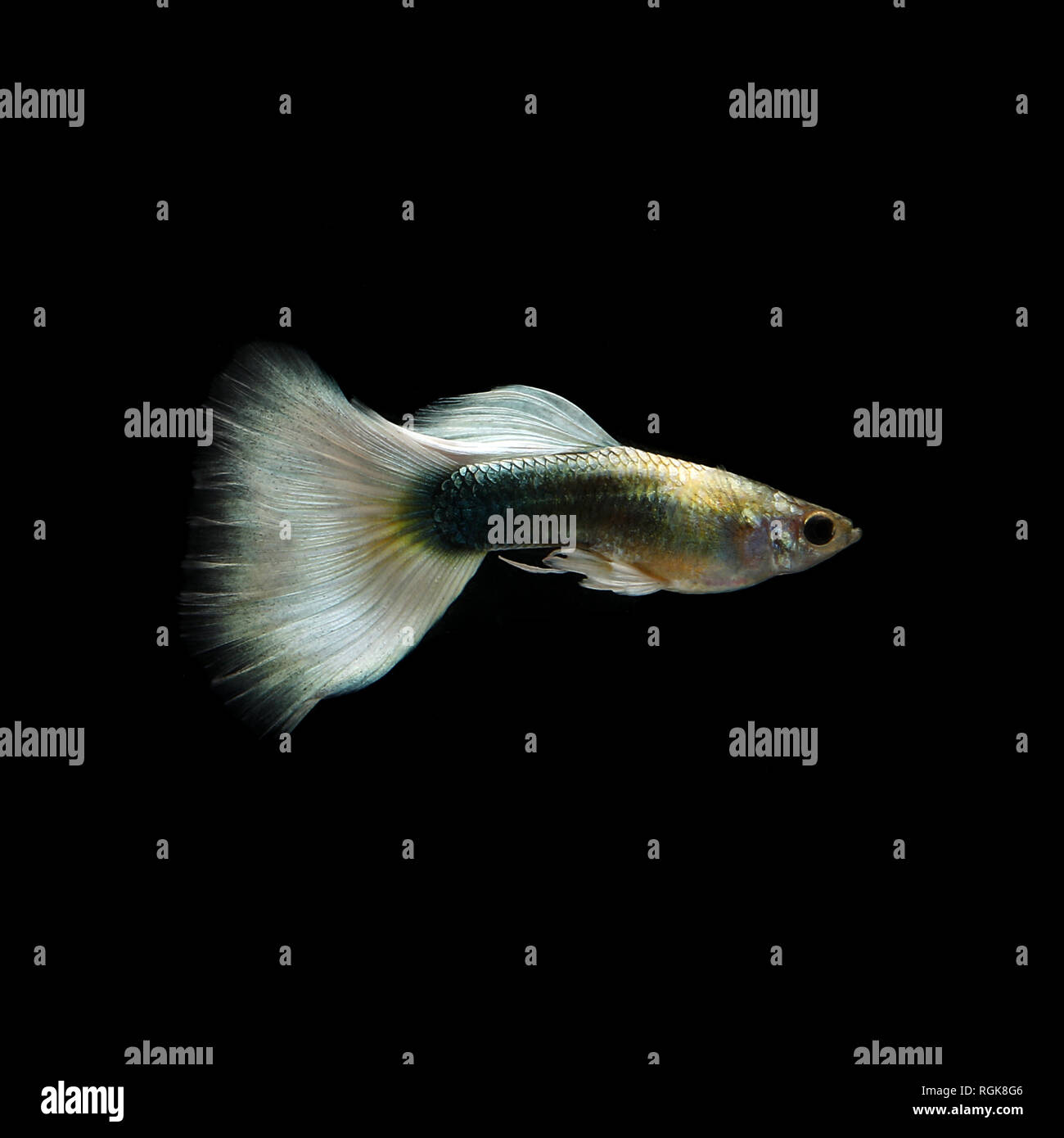 Guppy fish hi-res stock photography and images - Alamy