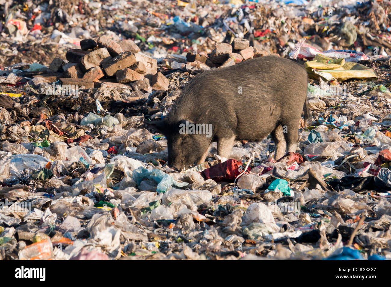 Plastic pig hi-res stock photography and images - Alamy