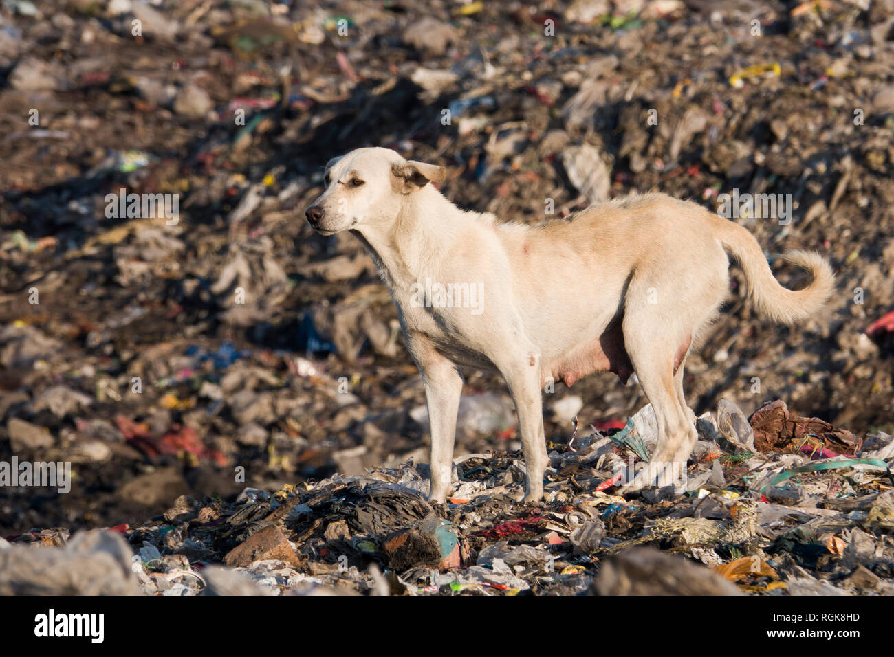 Stray dog among piles of trash at dumping ground in Rishikesh ...