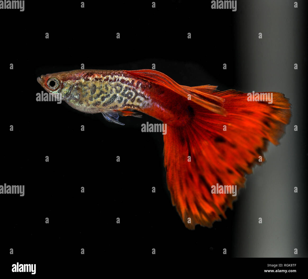 Tripical fish hi-res stock photography and images - Alamy