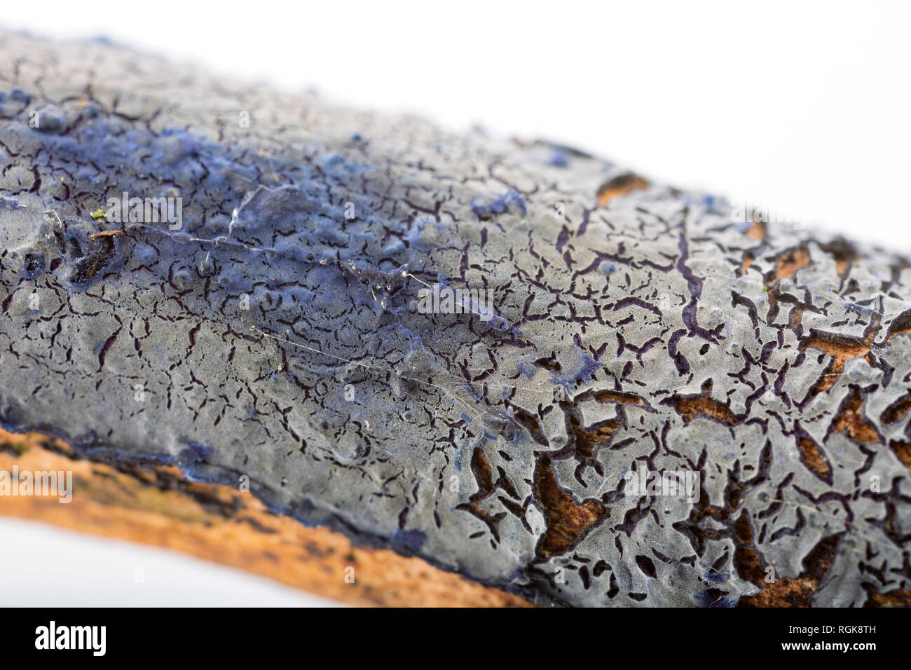 Pulcherricium caeruleum hi-res stock photography and images - Alamy