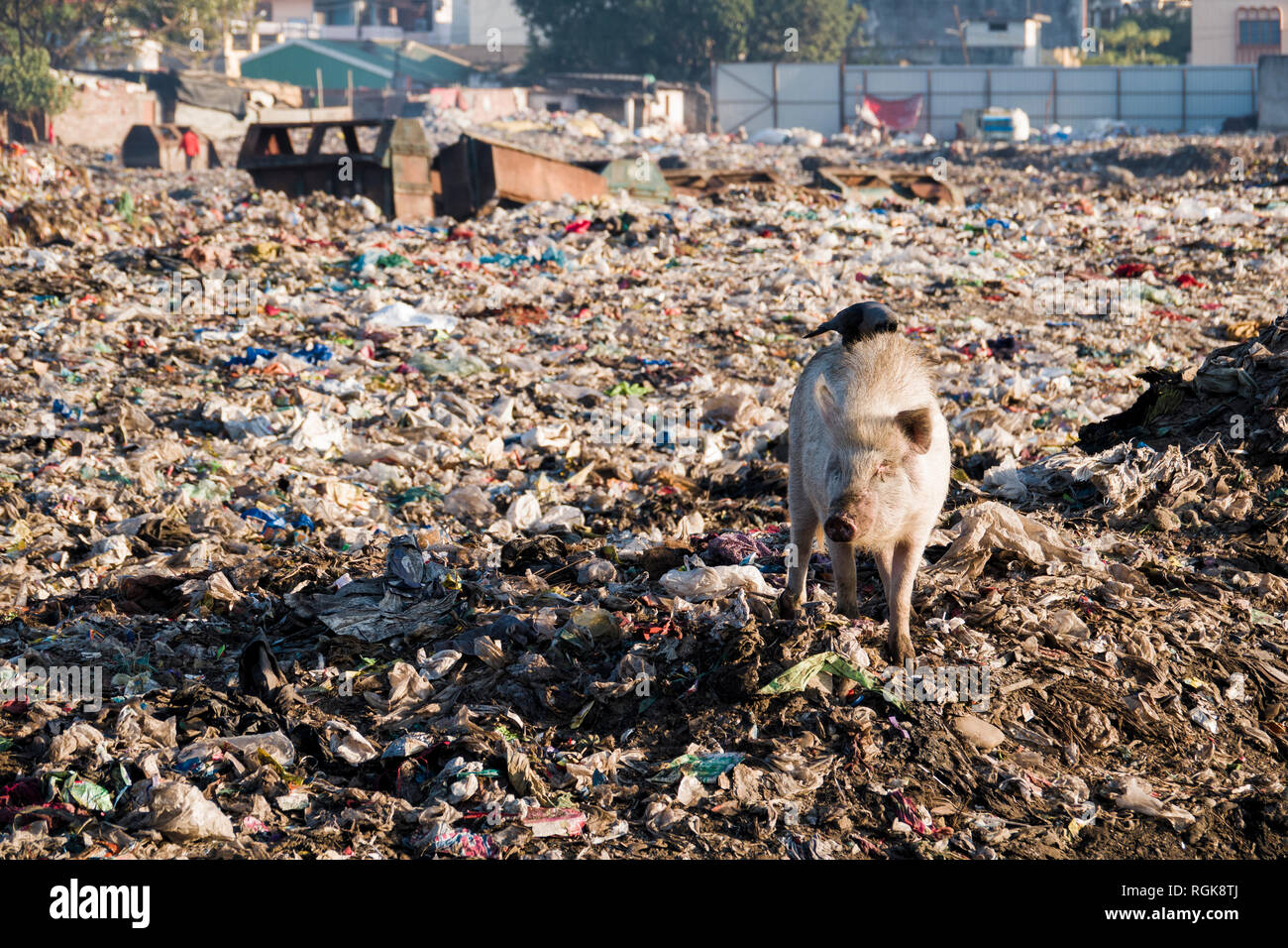 Plastic pig hi-res stock photography and images - Alamy