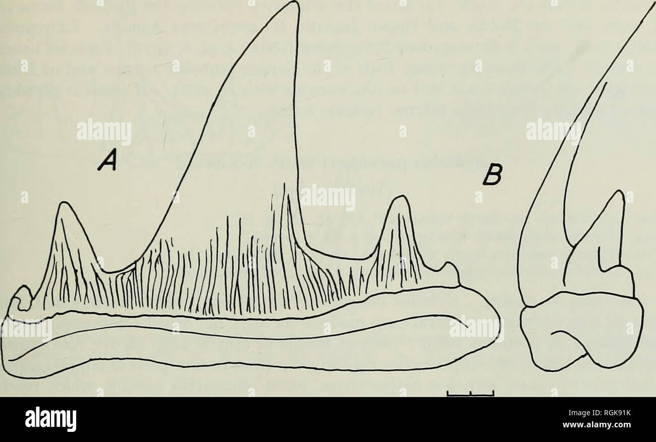 Basanus hi-res stock photography and images - Alamy