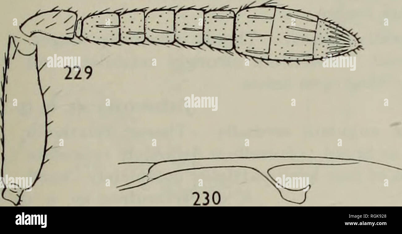 Pteromalidae High Resolution Stock Photography and Images - Alamy