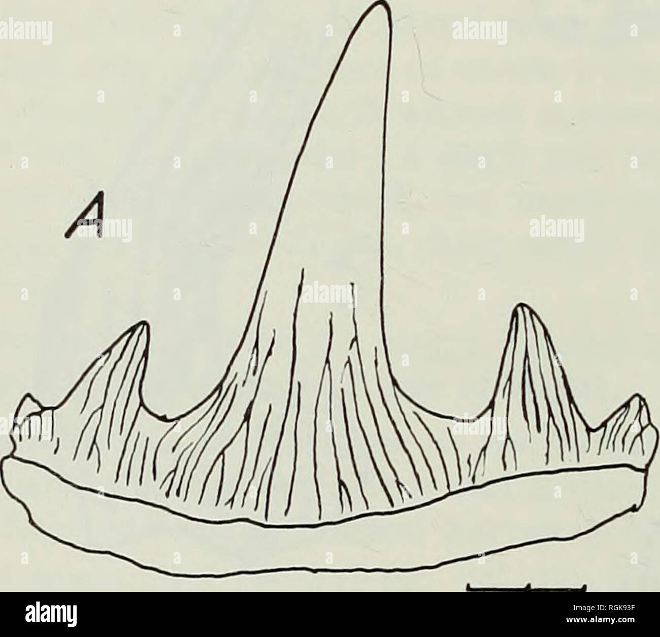 Basanus hi-res stock photography and images - Alamy