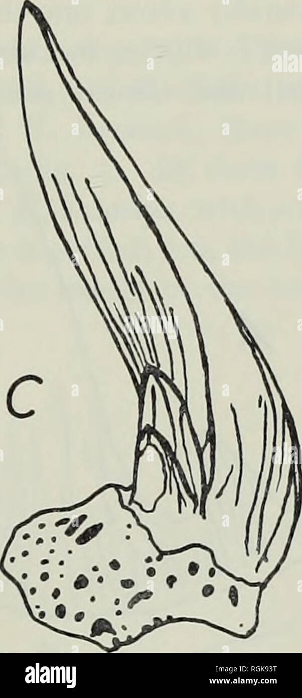 . Bulletin of the British Museum (Natural History), Geology. . 2 mm Fig ...
