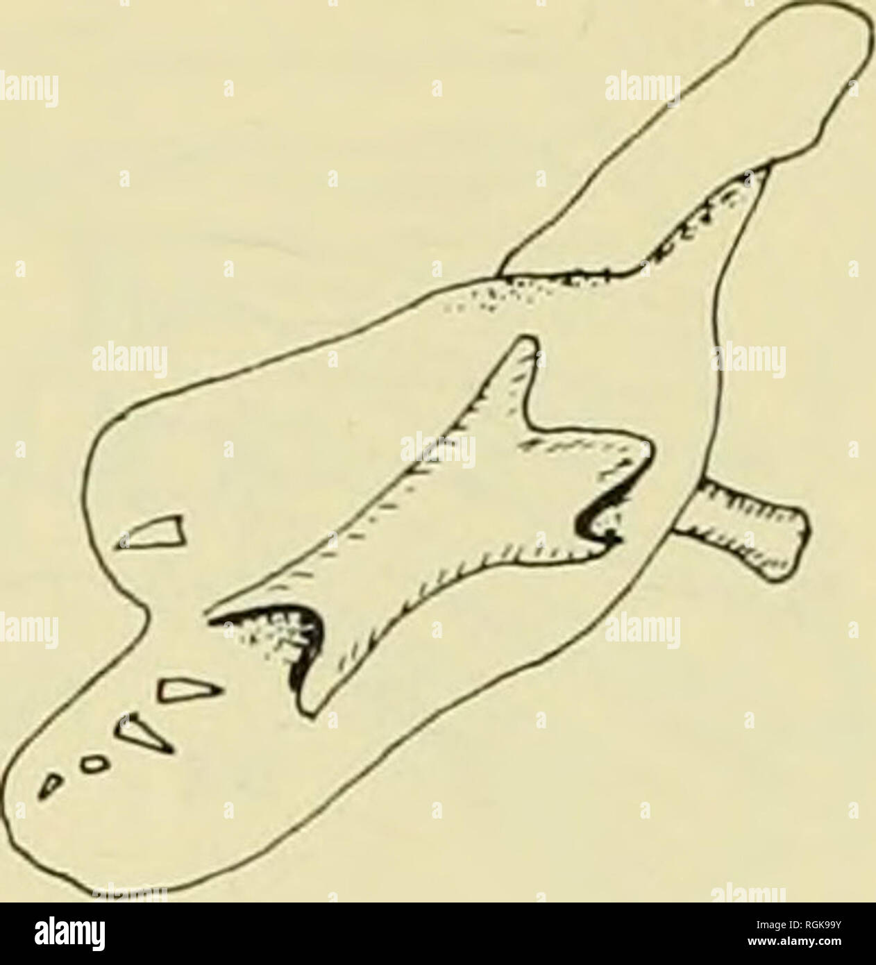 . Bulletin of the British Museum (Natural History). 248 p. H. GREENWOOD ...