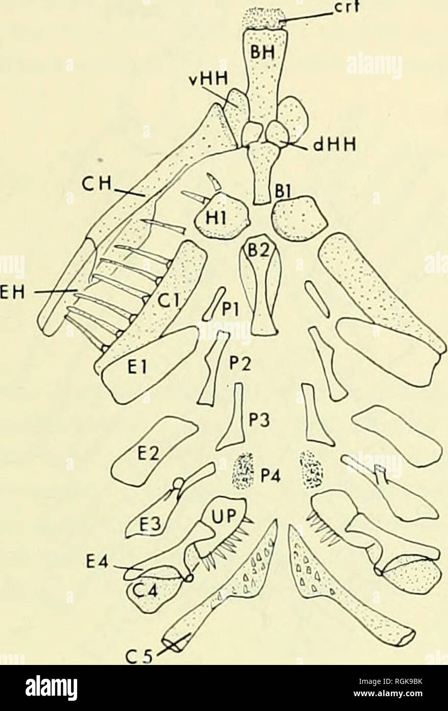 . Bulletin of the British Museum (Natural History). OSTEOLOGY OF THE D ...