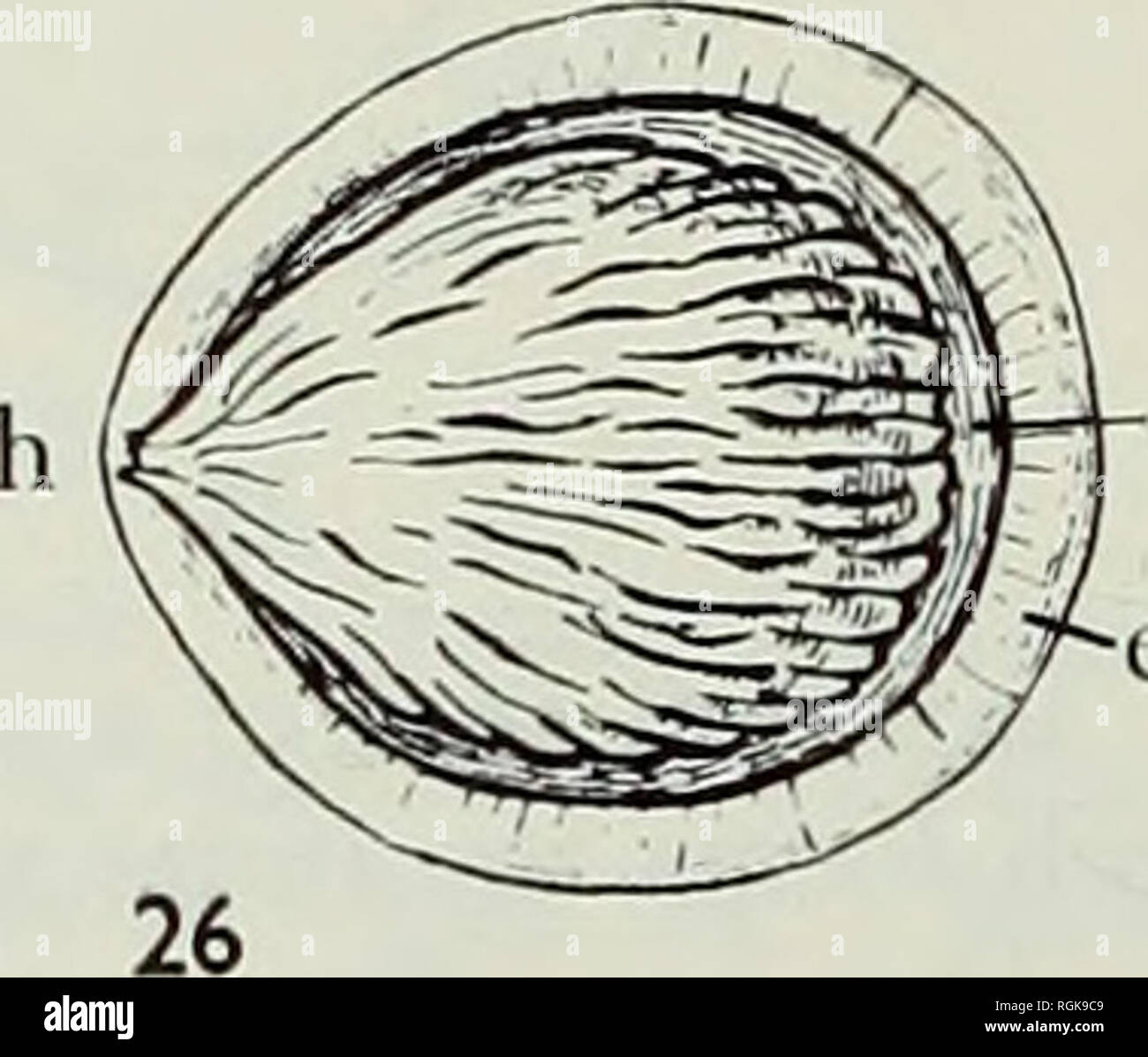 . Bulletin of the British Museum (Natural History), Geology. 156 ...