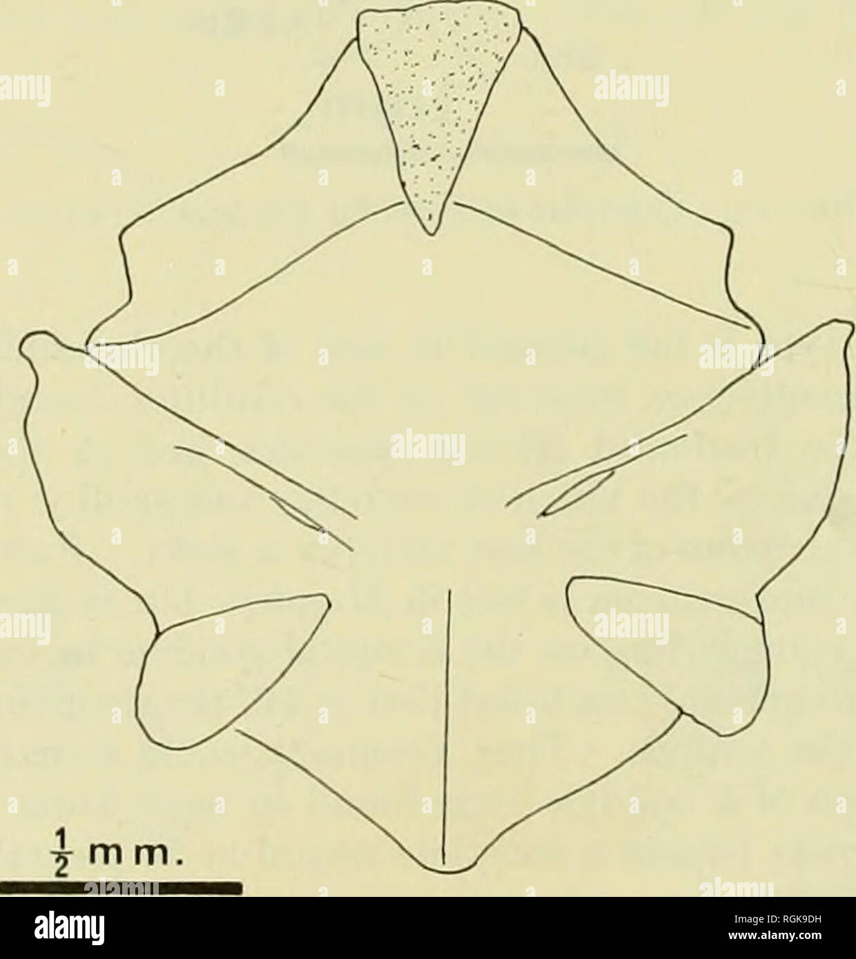 . Bulletin of the British Museum (Natural History). ASBoc Fig. 14 ...