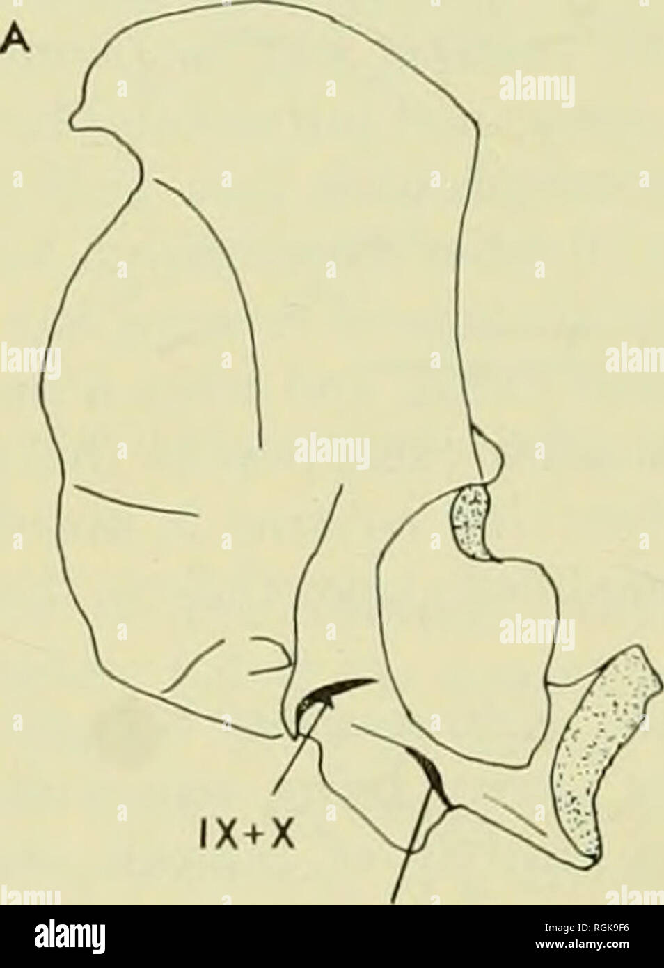 . Bulletin of the British Museum (Natural History). 232 P. H. GREENWOOD ...