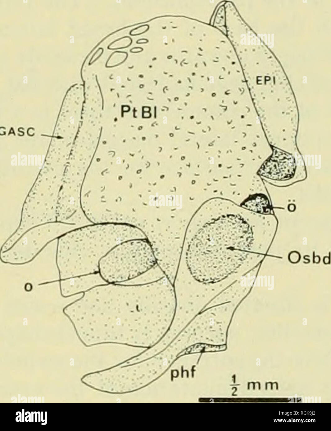 Clupeoides hi-res stock photography and images - Alamy