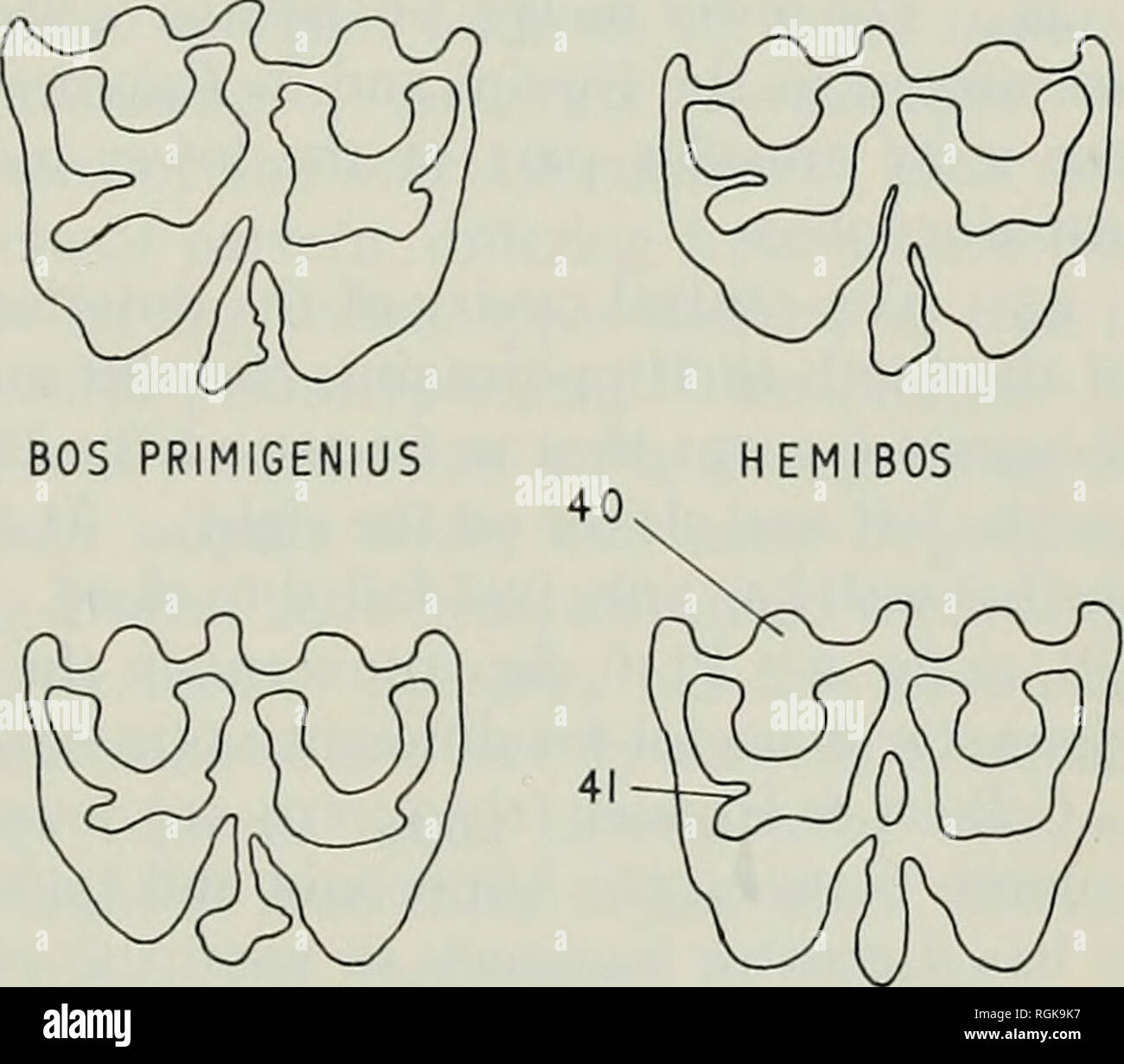 . Bulletin of the British Museum (Natural History), Geology. . PARABOS ...