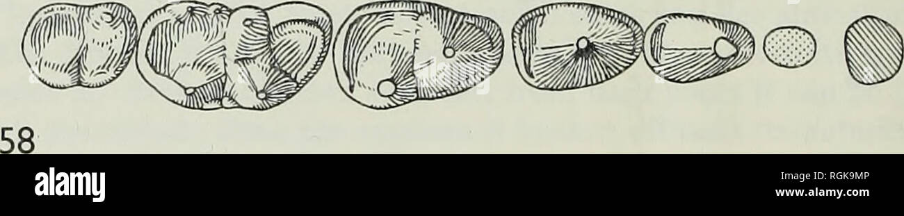 . Bulletin of the British Museum (Natural History), Geology. 300 ...