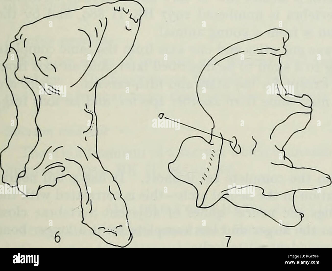Transverse processes of cervical vertebrae hi-res stock photography and ...