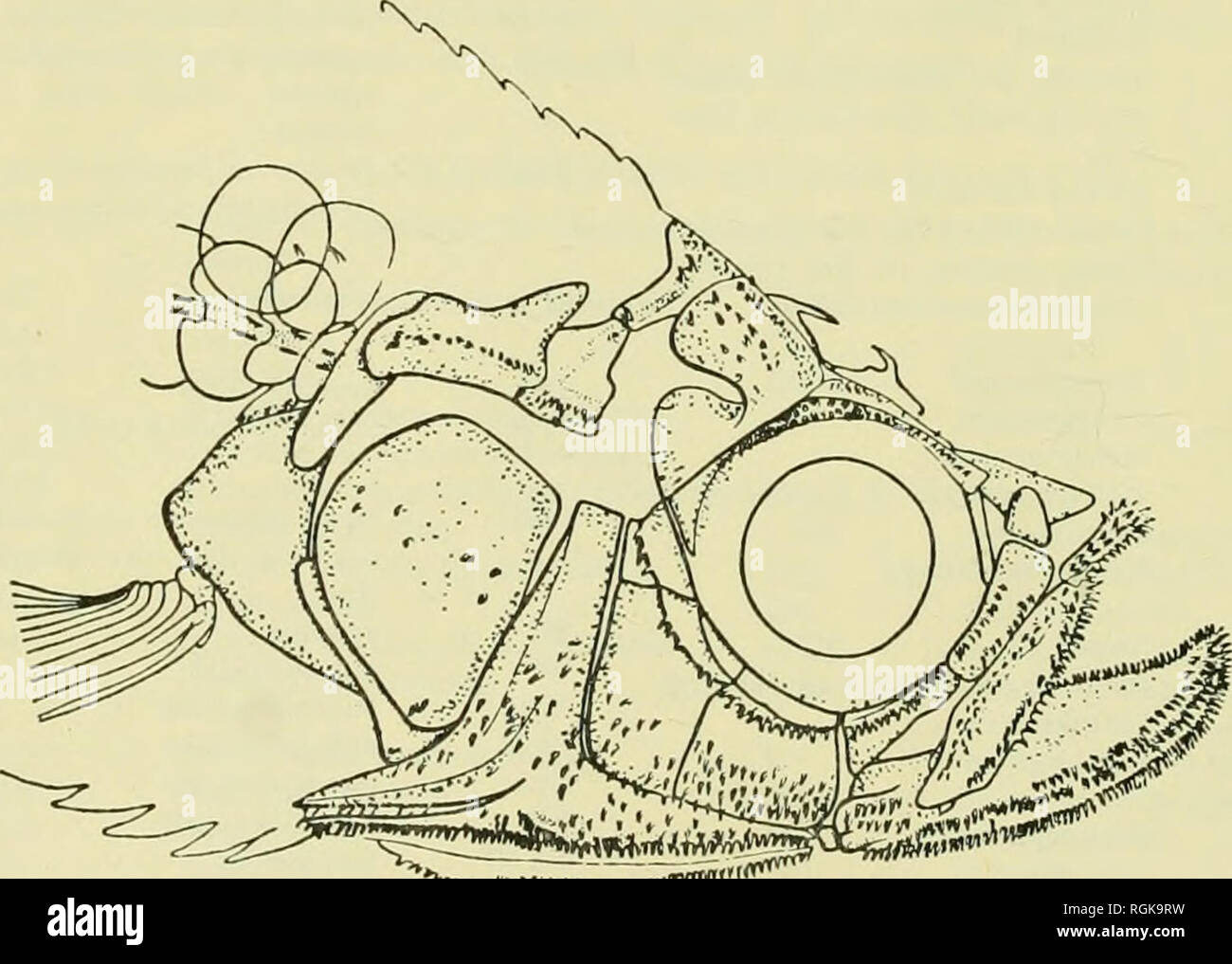 . Bulletin of the British Museum (Natural History). 2l8 p. H. GREENWOOD ...