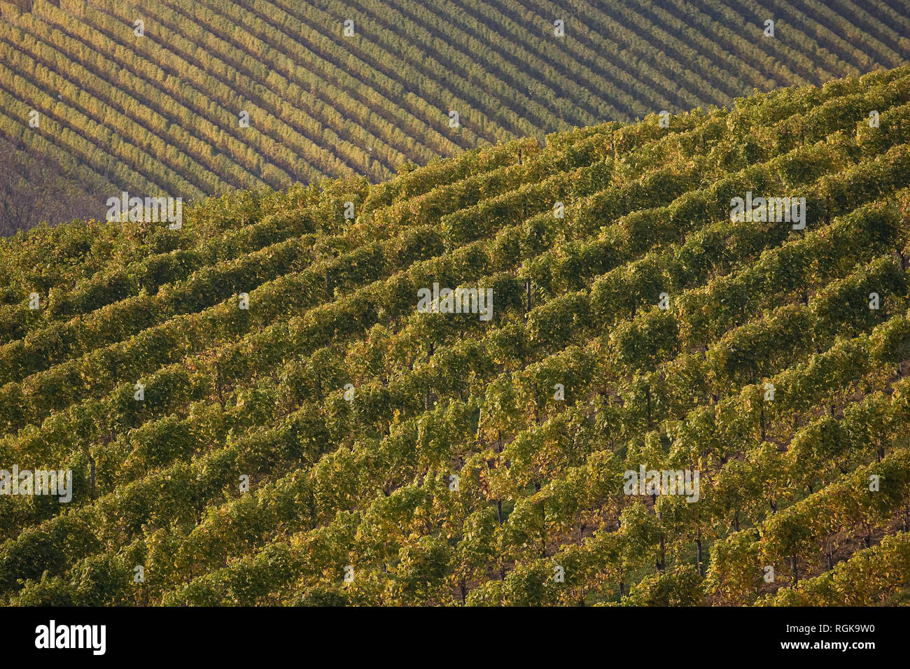 Weinstrasse steiermark hi-res stock photography and images - Alamy