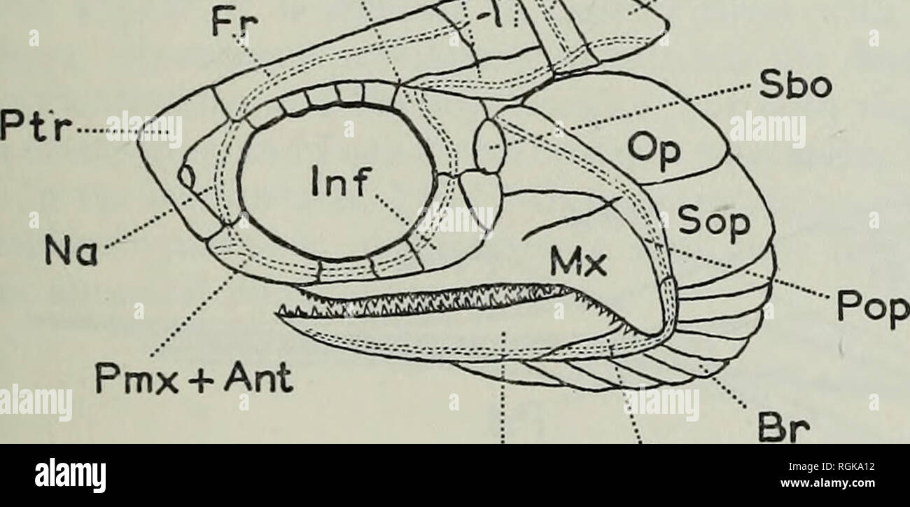 Elonichthys hi-res stock photography and images - Alamy