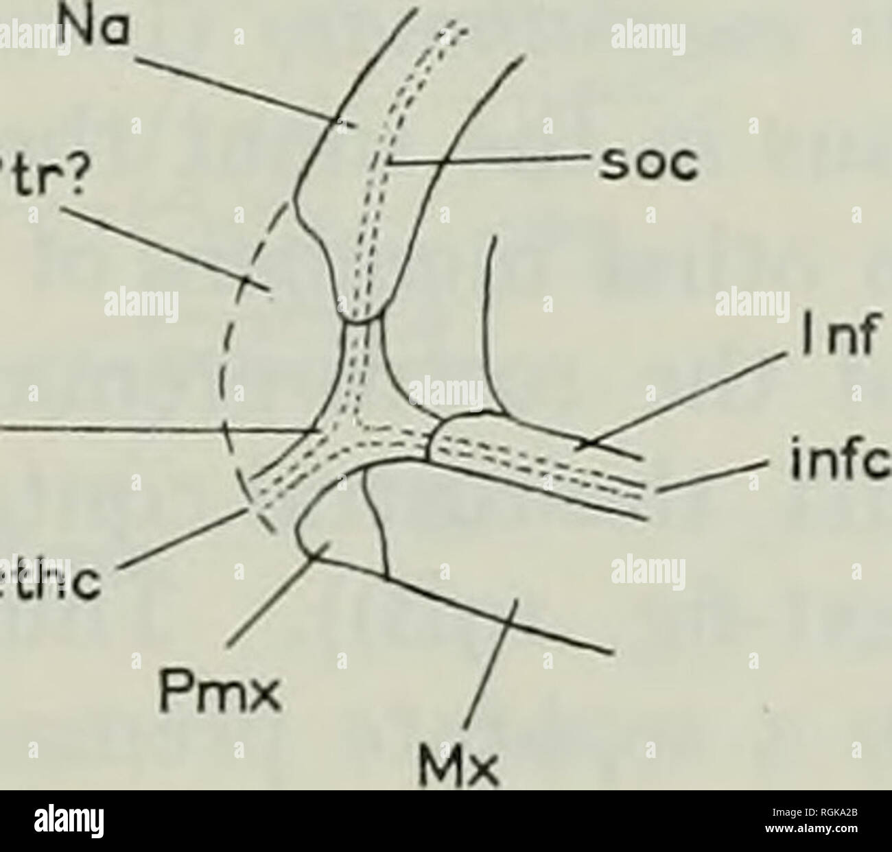. Bulletin of the British Museum (Natural History), Geology. B Ptr R ...