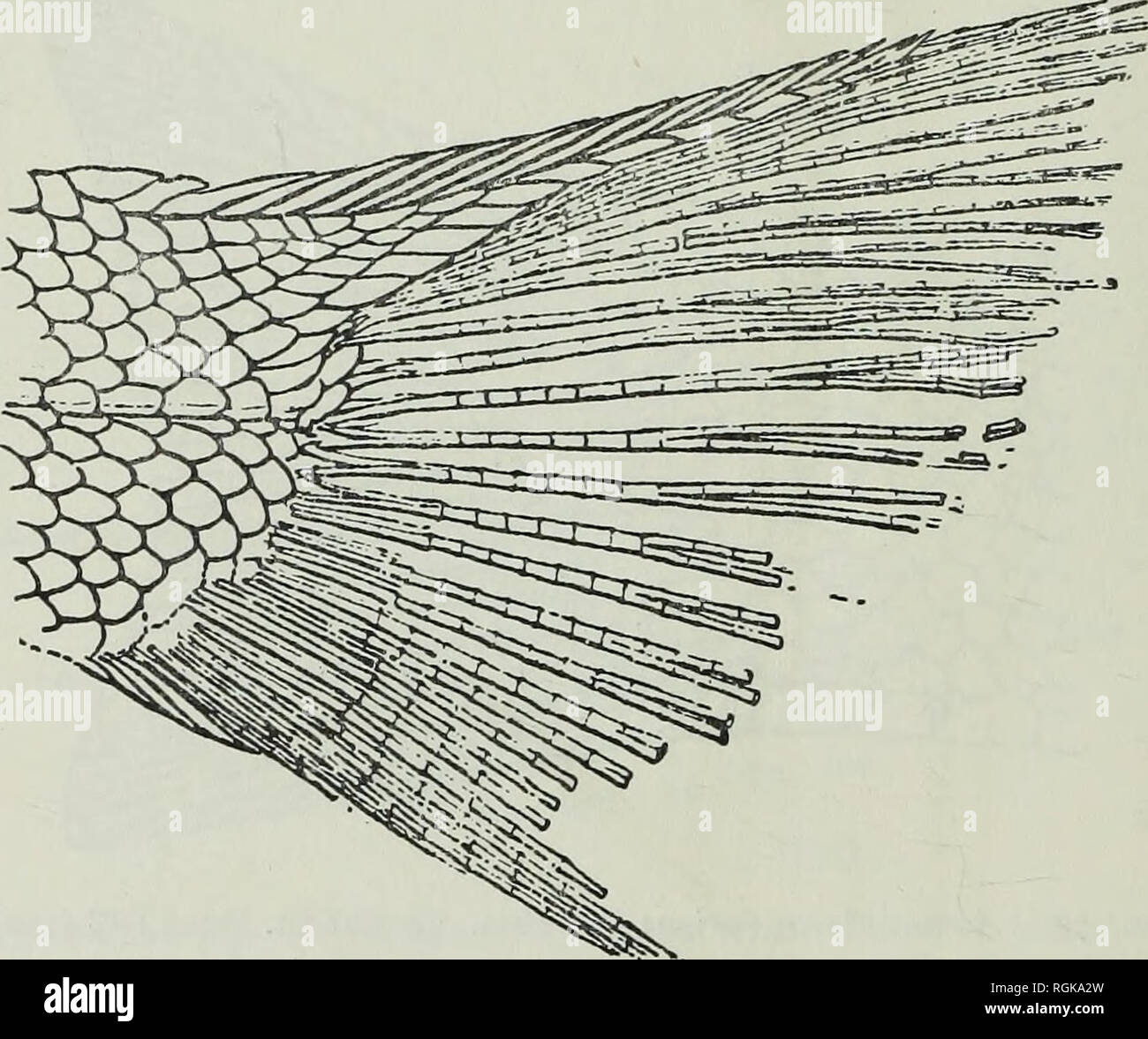 . Bulletin of the British Museum (Natural History), Geology. 358 ...