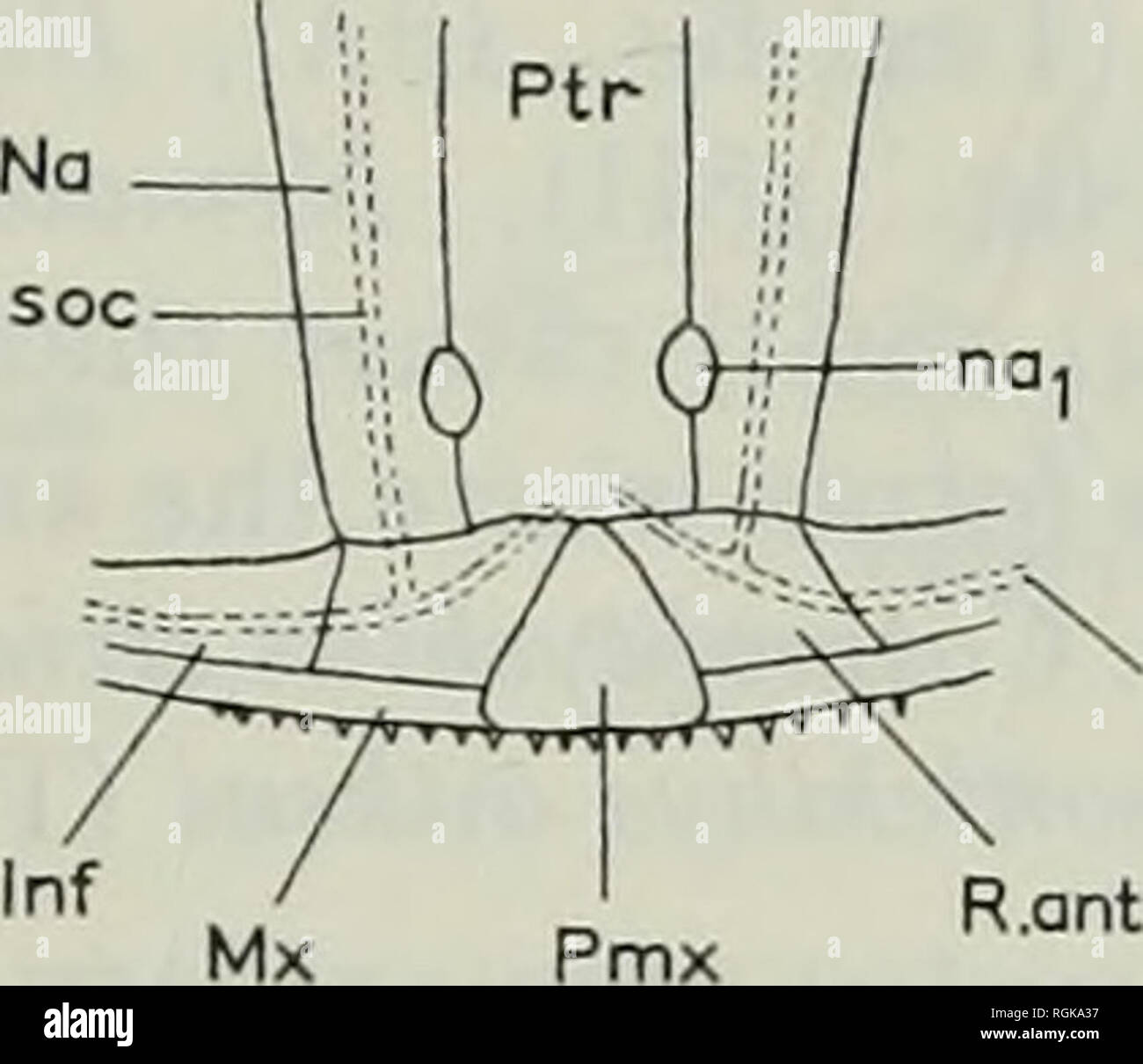 . Bulletin of the British Museum (Natural History), Geology. EVOLUTION ...