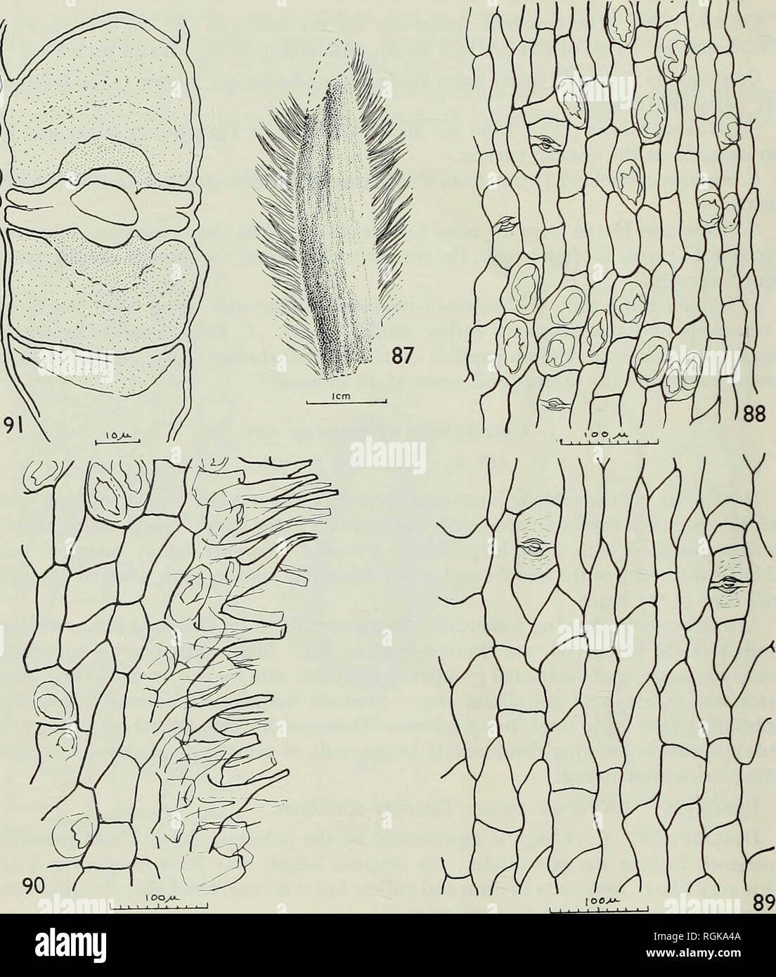 . Bulletin of the British Museum (Natural History), Geology. 38 FOSSIL ...