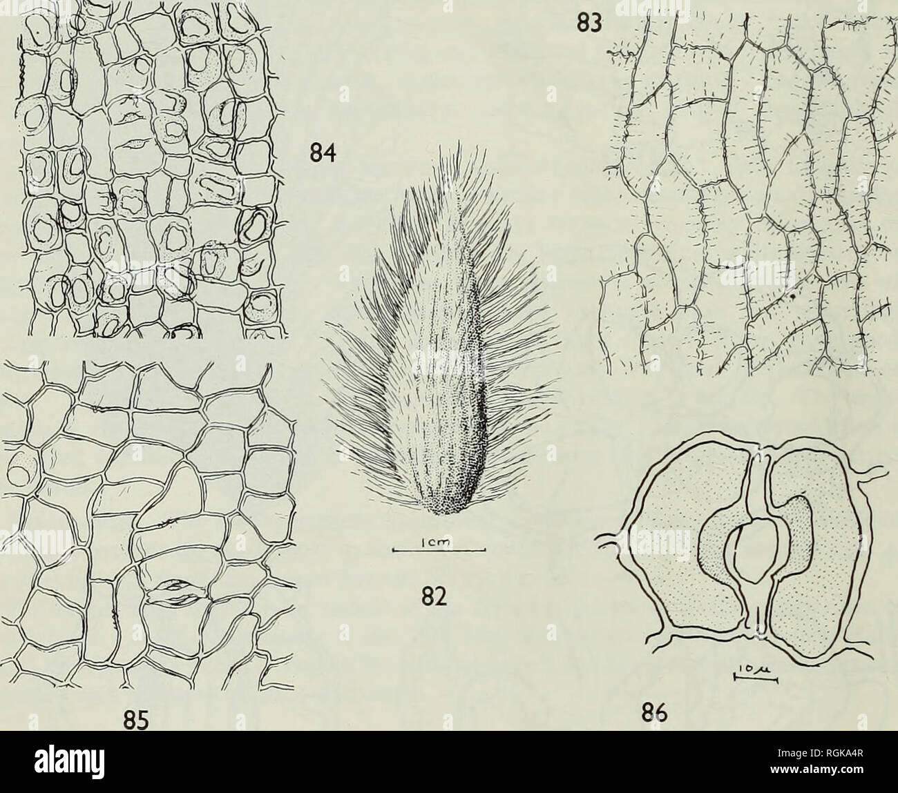 . Bulletin of the British Museum (Natural History), Geology. 36 FOSSIL ...